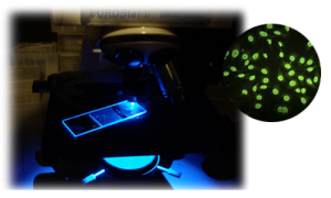 INMUNOFLUORESCENCIA – Patología del Centro